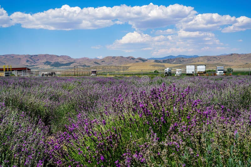 Flower and Lavender Fields stock image. Image of clouds - 168441221