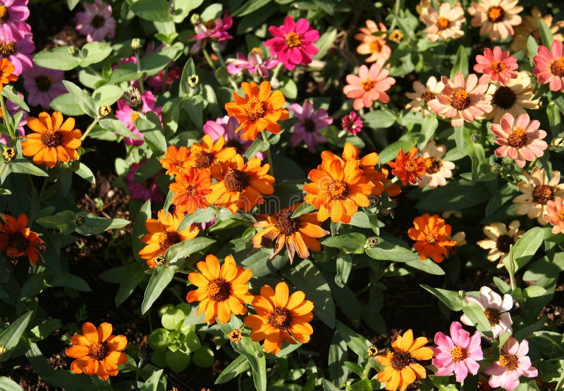 Flower lawn stock image. Image of flowers, life, petals - 1976567