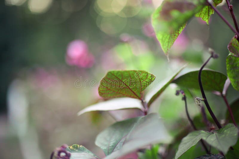 Flower leaf stock photo. Image of beautiful, outdoor - 26788782