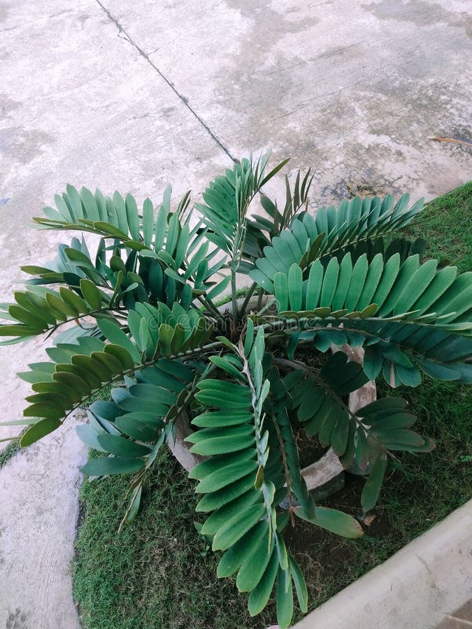 Flower of leaf alive! stock photo. Image of branch, cactus - 200475286