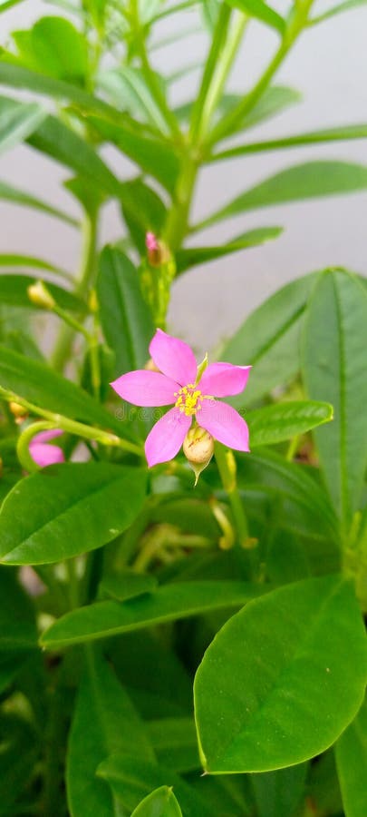 Flower Leaf Beauty Color Flora Stock Photo - Image of beauty, flower ...