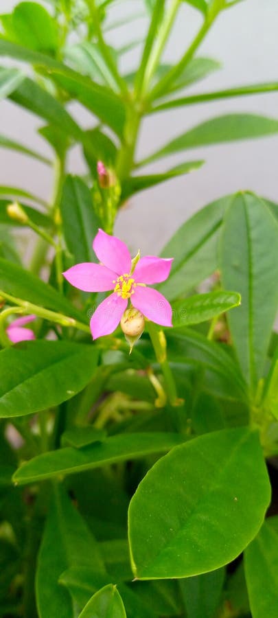 Flower Leaf Beauty Color Flora Flower Blossom Tree Leaf Stock Photo ...