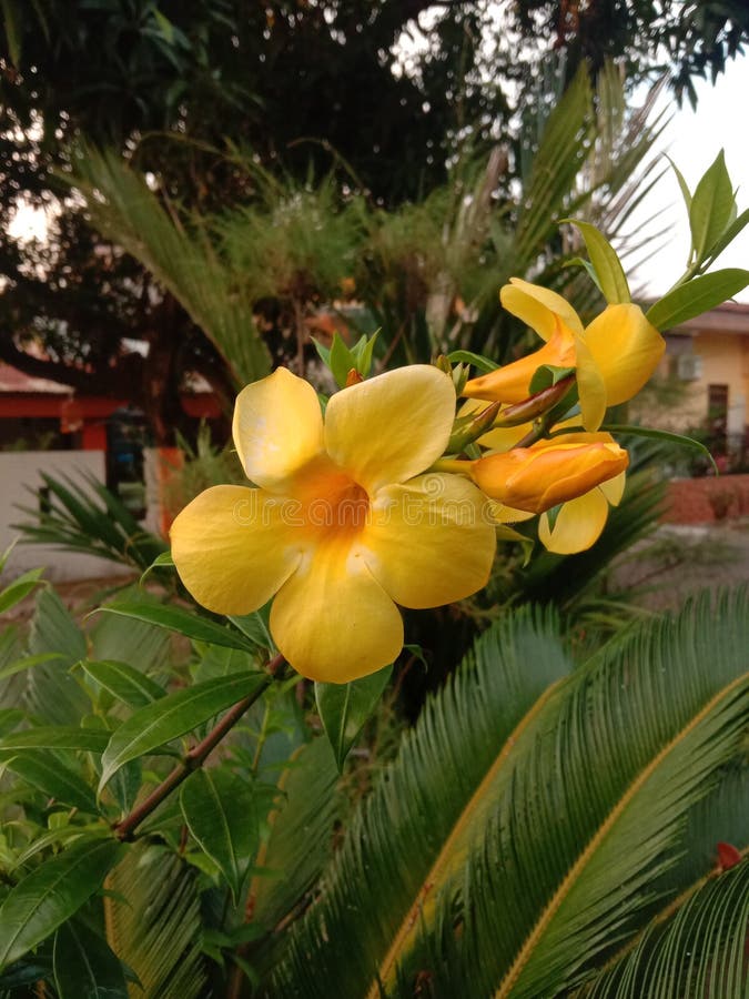 Flower leaf earth stock photo. Image of green, flower - 261705356