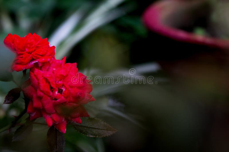 Flower with Leaf Foreground and a Wonderful Colors Stock Photo - Image ...