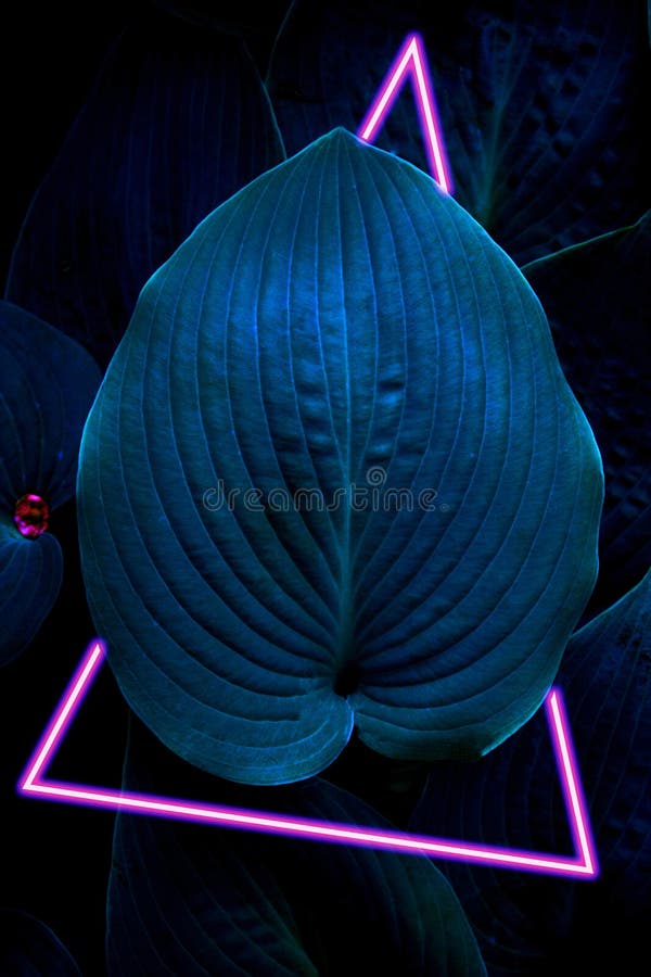 Flower Leaf in the Forest with Phantom Blue Toning and Neon Frame Stock ...