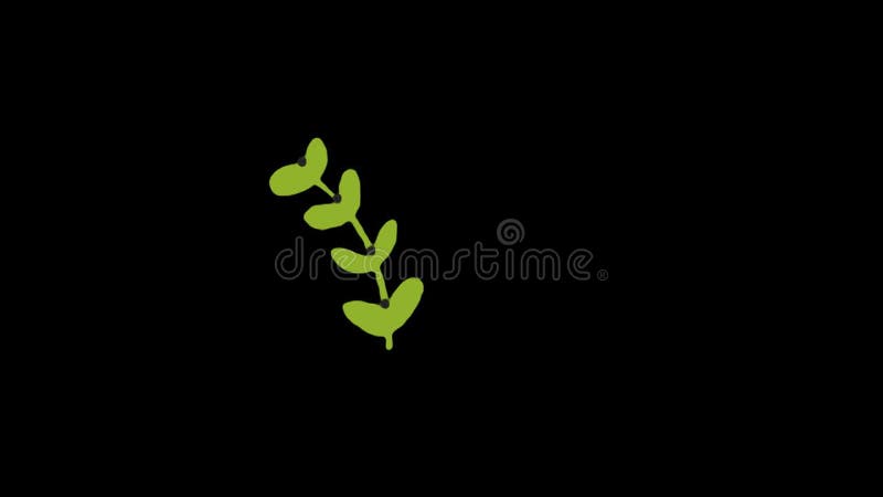 Flower Leaf Loop Animation Video Transparent Background with Alpha ...