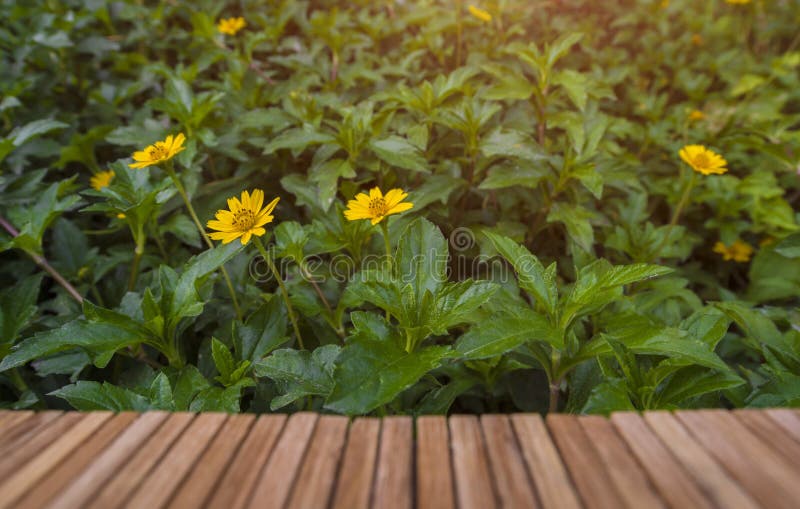 The Flower Leaf Perspective View from the Continuous Angle of Th Stock ...