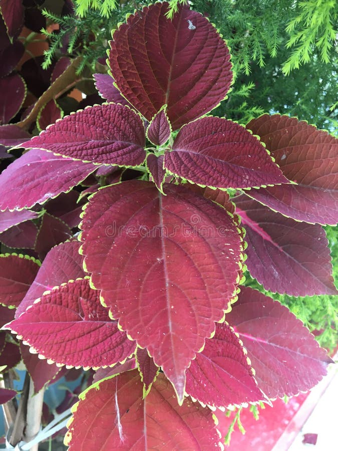 Flower leaf plant greenary stock image. Image of gree - 264682423