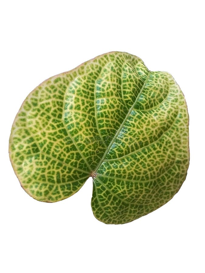 Flower Leaf Texture Transparent White Isolation Background Stock Photo ...