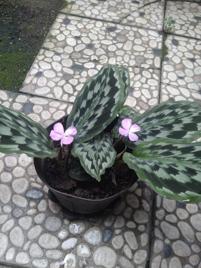 This Flower Leaf is a Type of Leaf Ornamental Plant that is Very ...