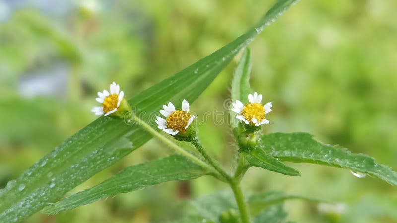 Flower Leaf Vegetable Growing in the Field Stock Photo - Image of ...