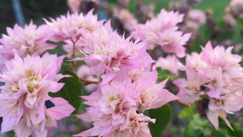 Flower Leave Pink Natural Afternoon Experience Blooming World Stock ...