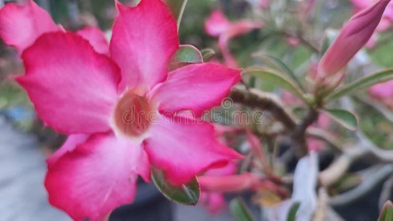Flower Leave Pink Natural Afternoon Experience Blooming World Stock ...