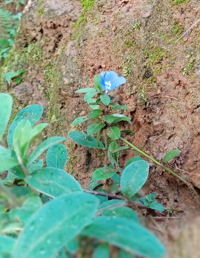 Flower, Leave, Vishnukanthi, Purple, Blue, Beautiful, Stock Photo ...