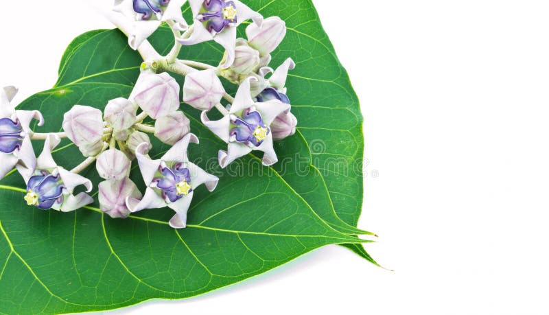 Flower & Leaves stock photo. Image of macro, single - 25220540