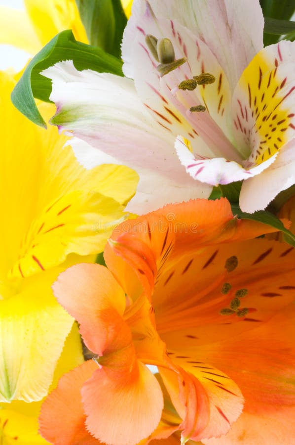 Flower and leaves. stock photo. Image of nature, field - 7034400