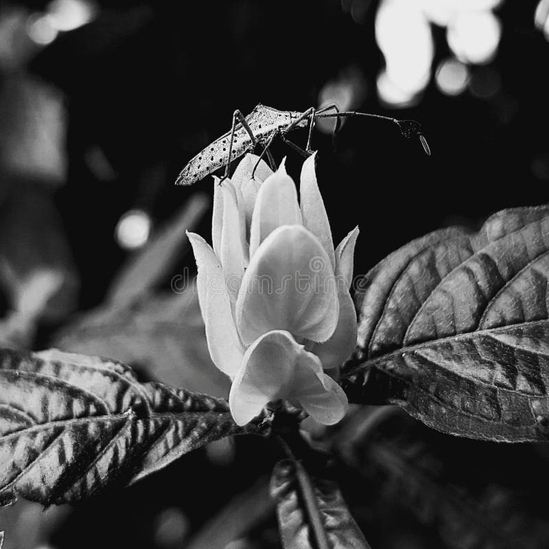 Flower in bw stock image. Image of leaves, monochromatic - 121230429