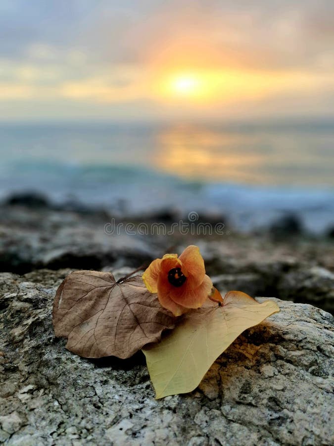 Flower on Leaves with Blurred Sunset Background at Kuta Beach Bali ...