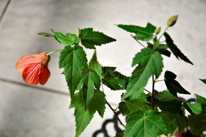 The Leaves and Flower of Abutilon Striatum Stock Image - Image of sweet ...