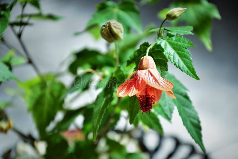 The Beautiful Red Bell Flower of Abutilon Striatum Stock Image - Image ...