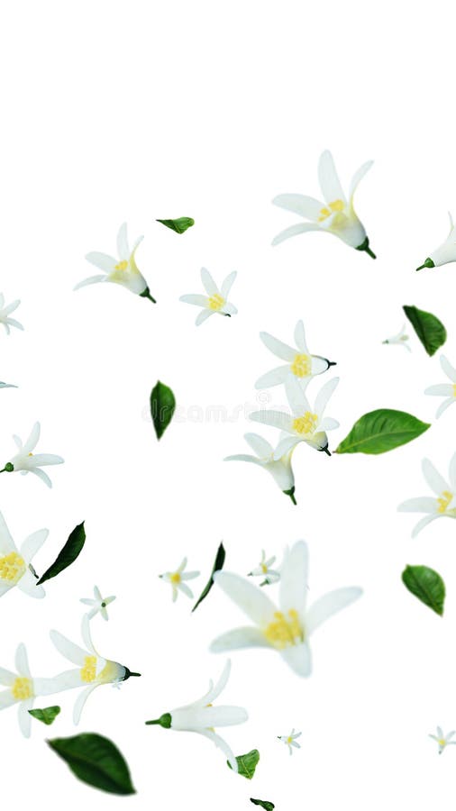 Flower and Leaves Flying Overlay Stock Image - Image of wallpaper ...