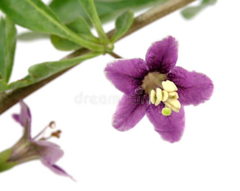 Flower and leaves goji. stock photo. Image of flower - 60453146