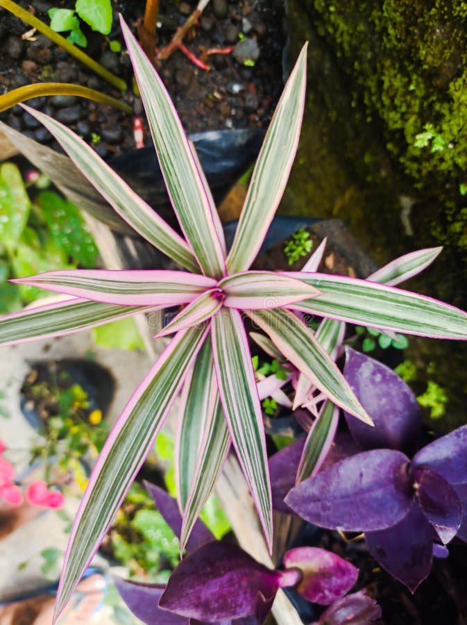 Flower Leaves that Grow Beautifully in a Pot Stock Image - Image of ...