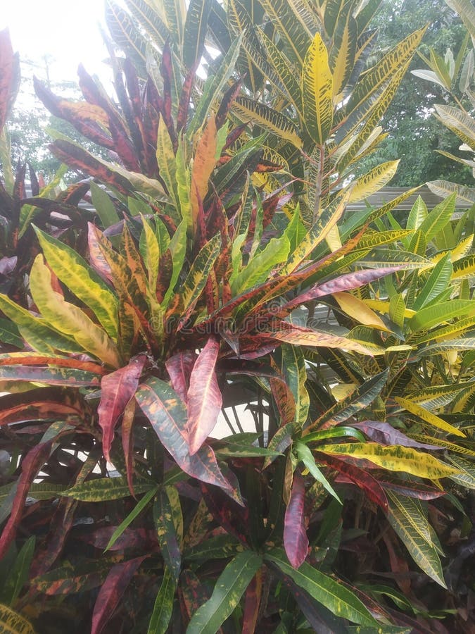 The Flower Leaves are Long and Have Many Colored Patterns Stock Photo ...