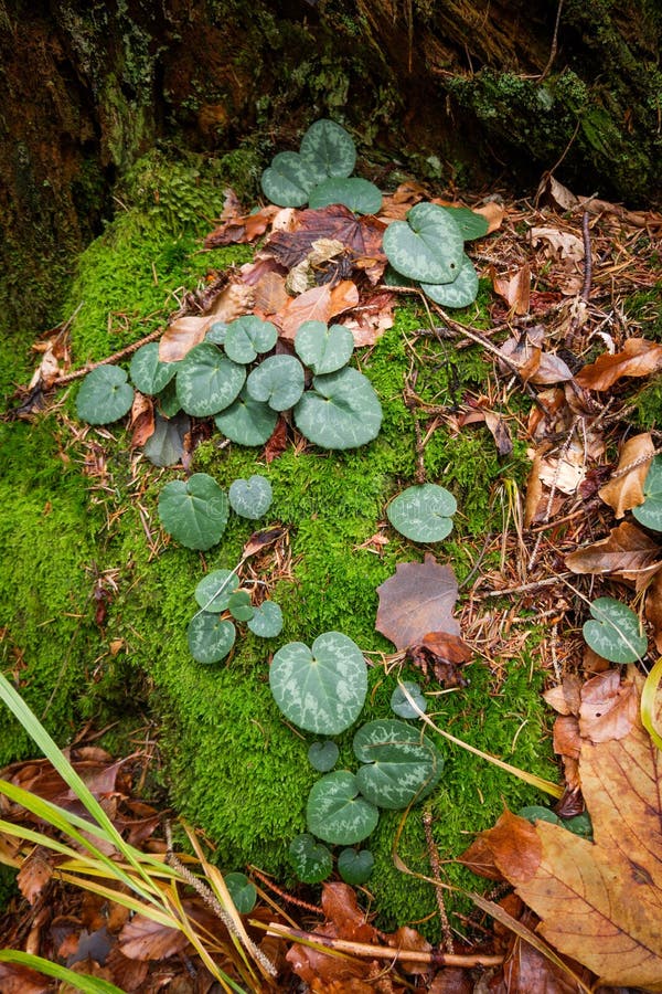 Flower Leaves on Moss and Brown Autumn Leaves. Stock Image - Image of ...