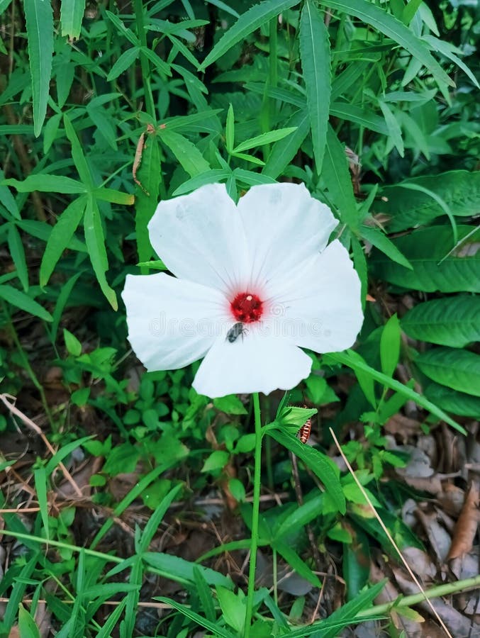 Flower Leaves that Resemble Marijuana Leaves Stock Image - Image of ...
