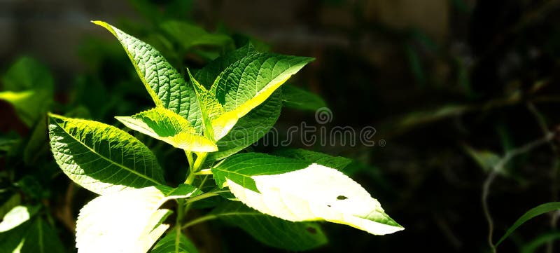 Flower Leaves with Sunlight during the Day Stock Photo - Image of bunga ...