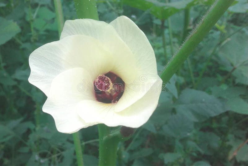 Ledish Finger Stock Photos - Free & Royalty-Free Stock Photos from ...