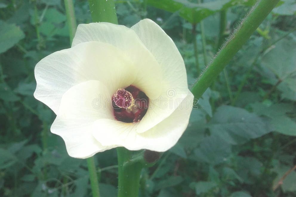 Flower stock photo. Image of green, ledish, finger, india - 99737358