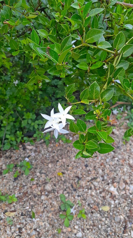 Flower with Leef stock image. Image of evergreen, nature - 251435989