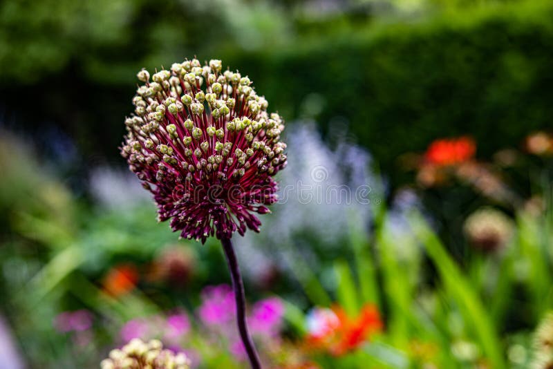 Flower leek stock image. Image of nature, leek, prairie - 256261411