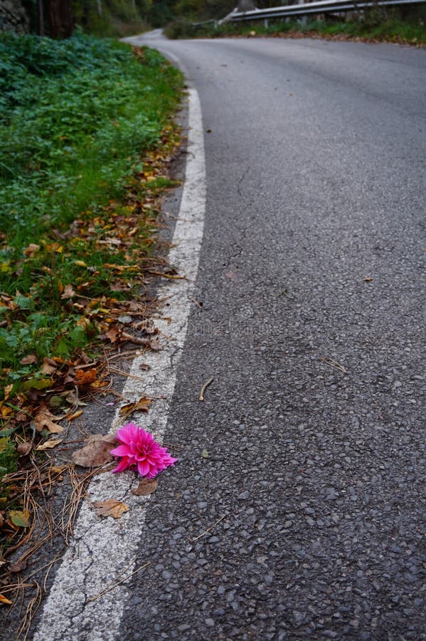 Flower left by the road stock photo. Image of asphalt - 51685156