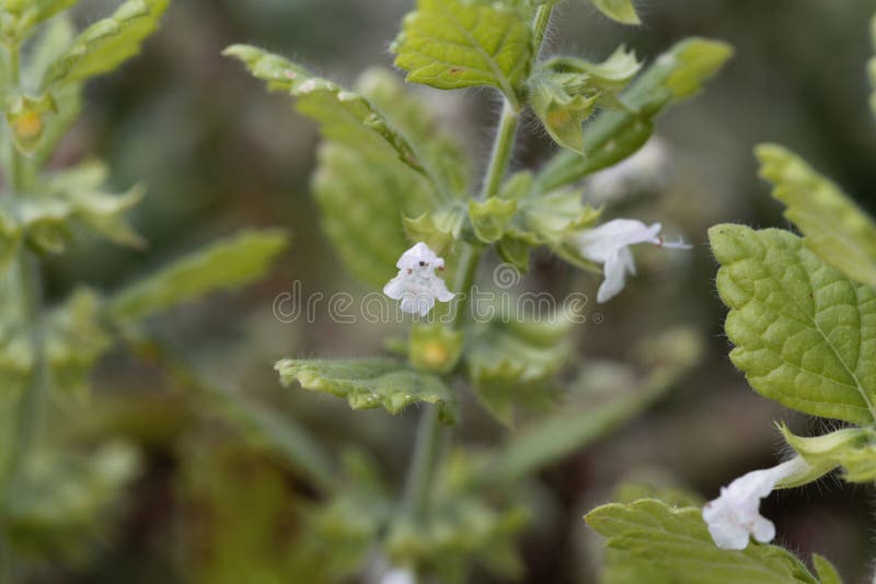Flower of a Lemon balm stock photo. Image of edible - 123734920