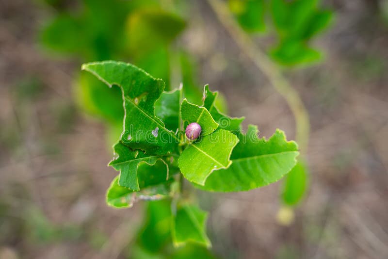 A flower of the lemon tree stock photo. Image of natural - 362694042
