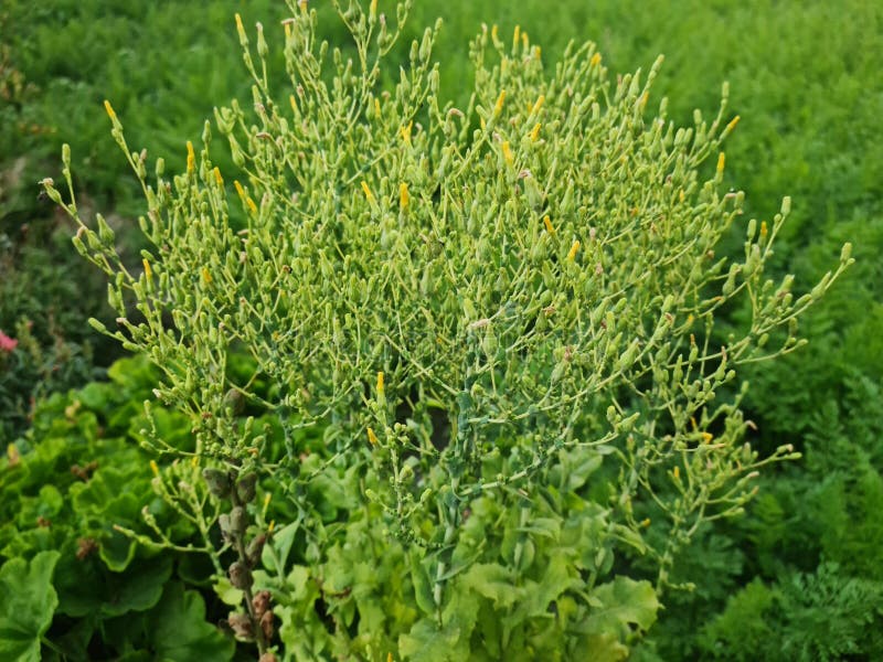 Lettuce Plant in Spring, Can Be Processed Indefinitely Stock Image ...