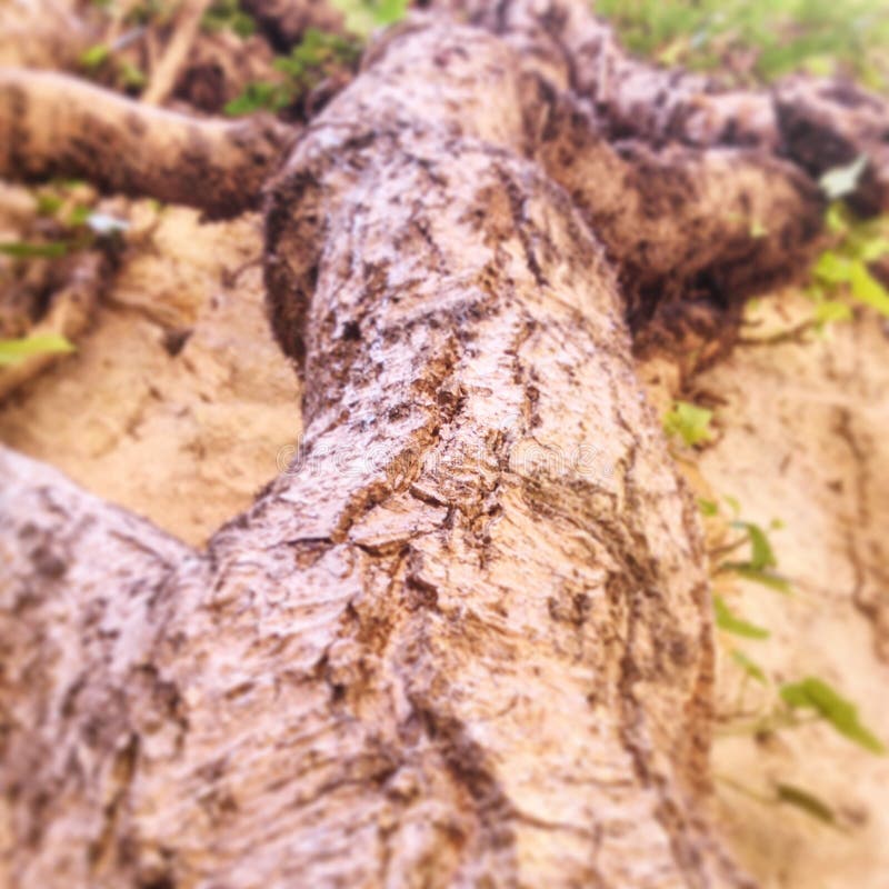 Flower liana stock photo. Image of flower, wall, medieval - 94298796