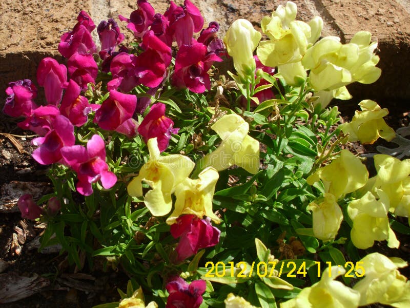 Flower in liberal stock image. Image of pink, liberal - 175414793