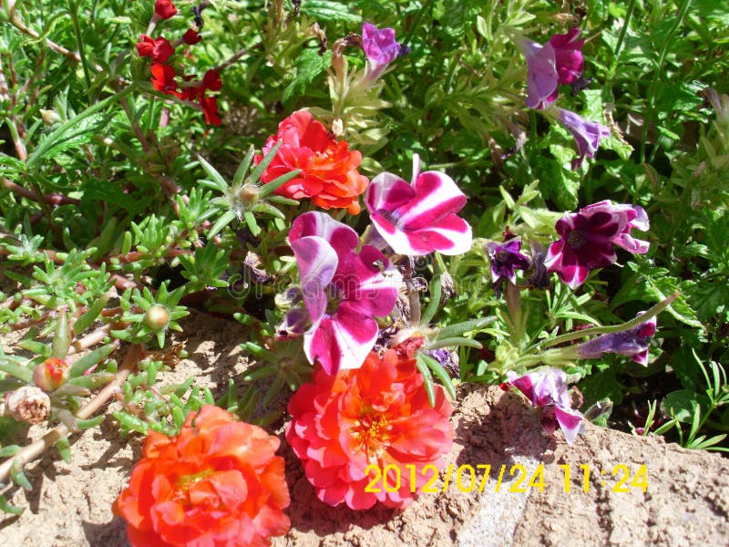 Flower in liberal stock image. Image of flower, liberal - 175407237