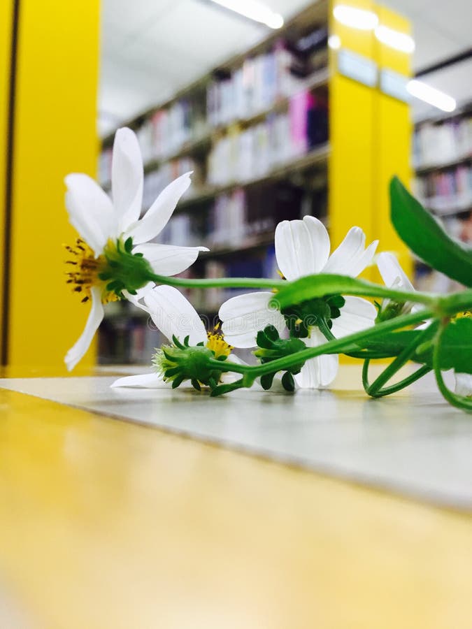 Flower in library stock photo. Image of table, library - 76693634