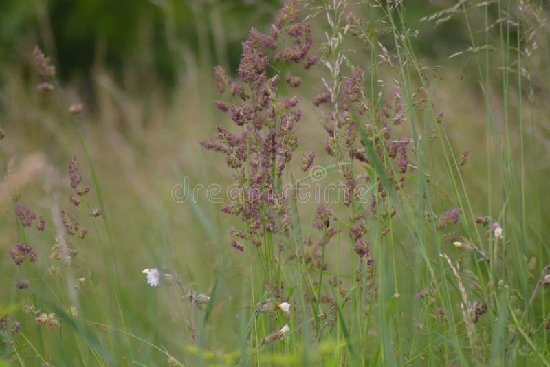 Flower of life stock photo. Image of flowers, mild, fresh - 220551478