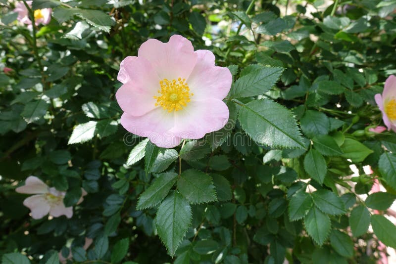 A Flower of Light Pink Dog Rose in May Stock Image - Image of nature ...