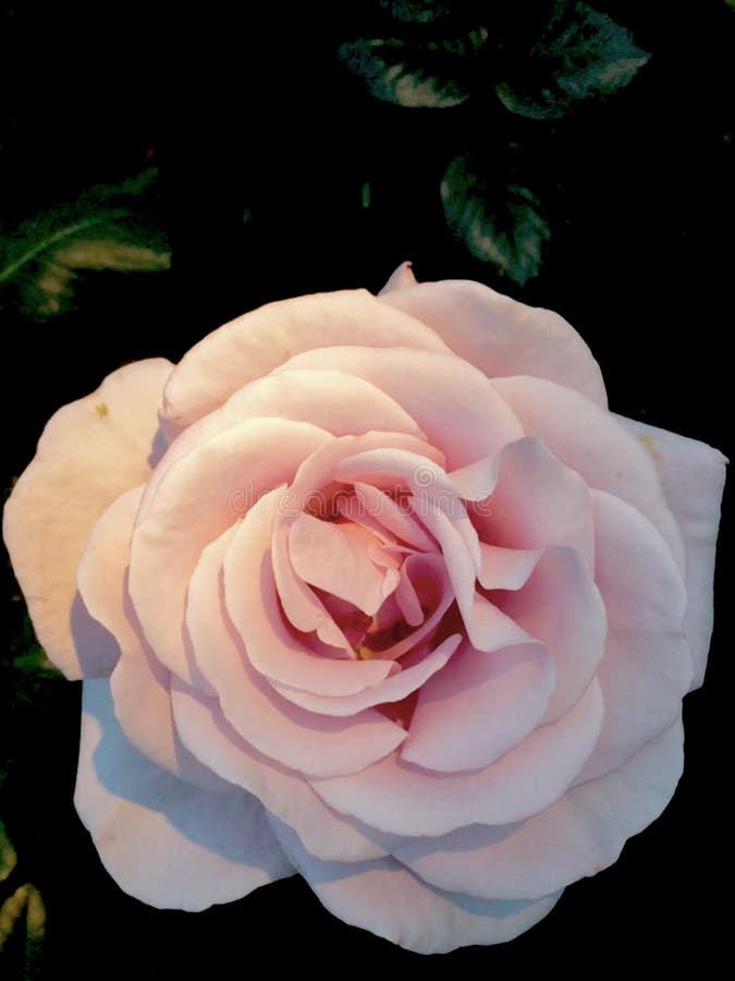 Night rose stock photo. Image of flower, pink, night - 132296572