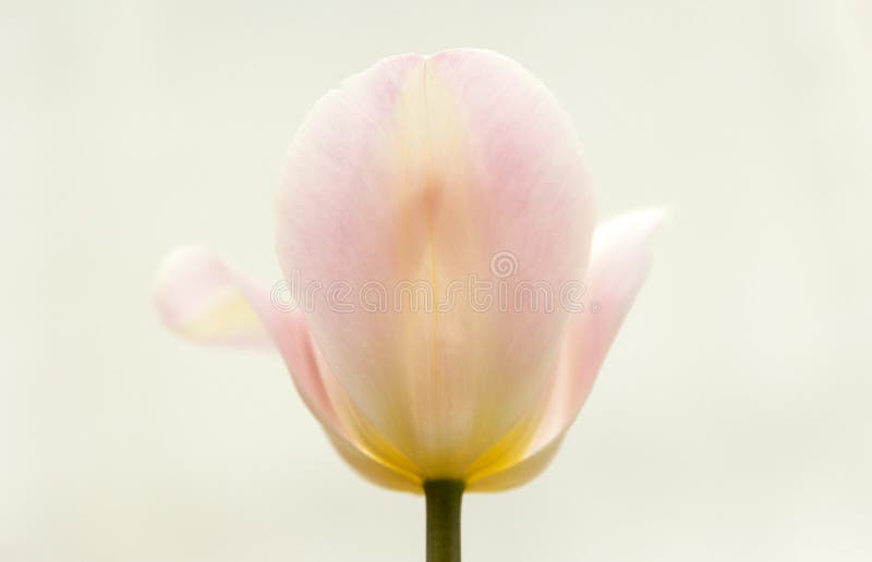 Flower and Light Pink Tulip Structure Close-up Stock Image - Image of ...