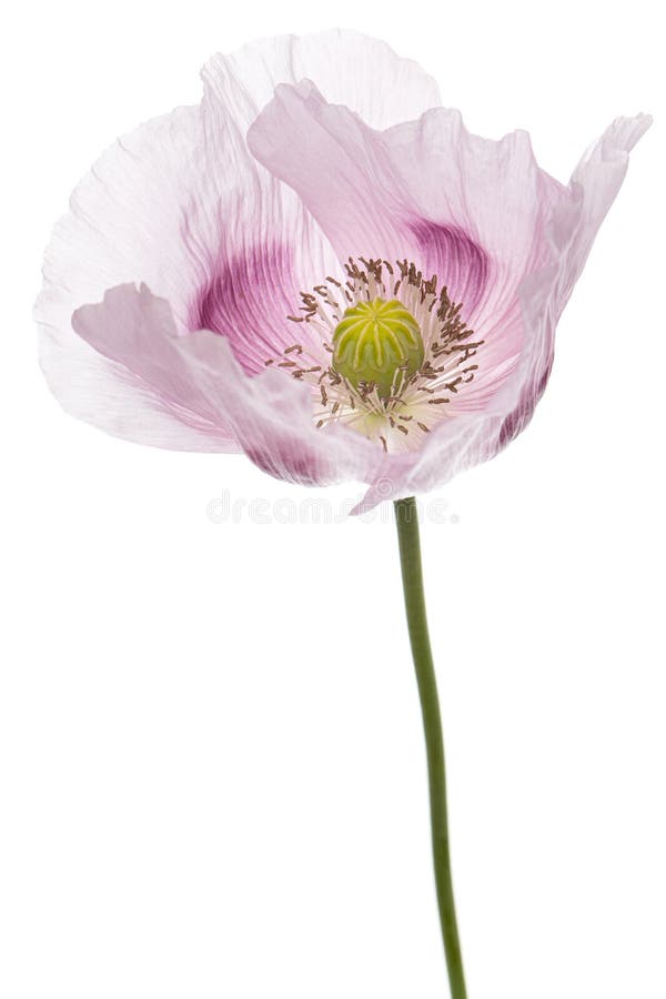 Single Pink Poppy on White Background Stock Photo - Image of design ...