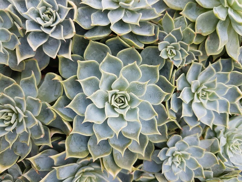 Flower Like Cactus Bloom Succulent Stock Image - Image of food, bloom ...