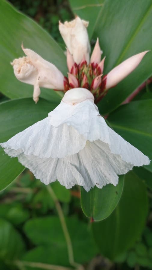 Flower like dress stock image. Image of flower, herb - 245530103